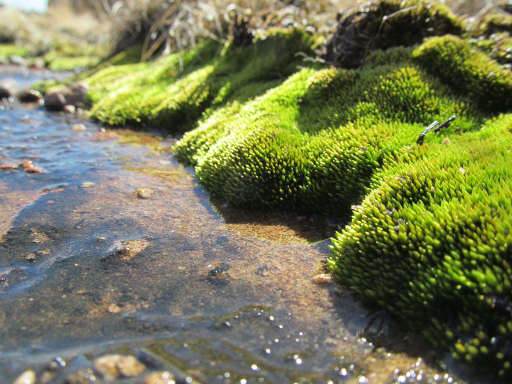Macro Shot of Moss and Tiny Trickle of Water - Ramblr