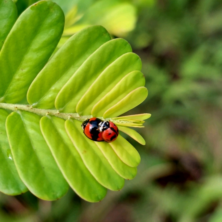 大埔：玉秀峰東脊👩‍🌾 - Ramblr