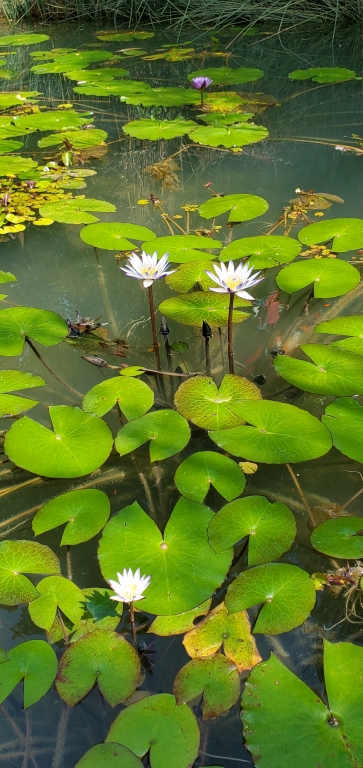 針山南坑、香粉寮左、右脊、神秀壁、美林 - Ramblr