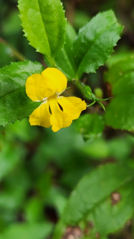 19Feb24 Cave track walk - Ramblr