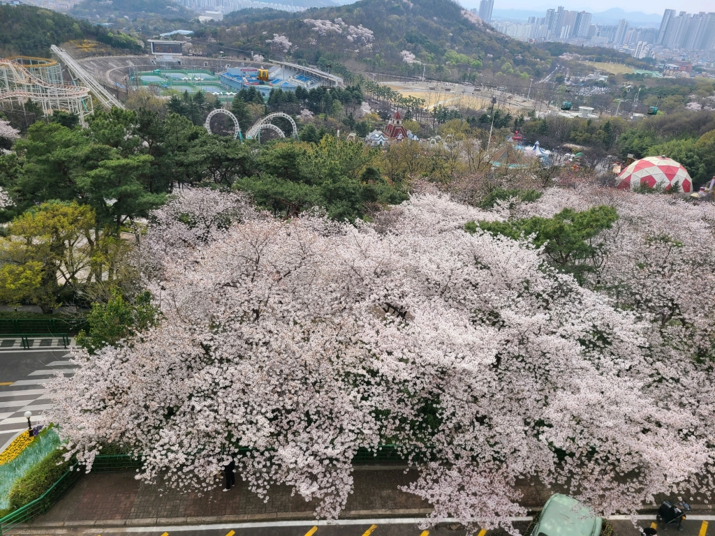 이월드. 꽃보라동산 벚꽃 - Ramblr