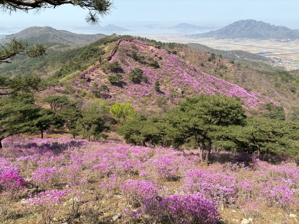 강화 고려산 진달래 축제 - Ramblr