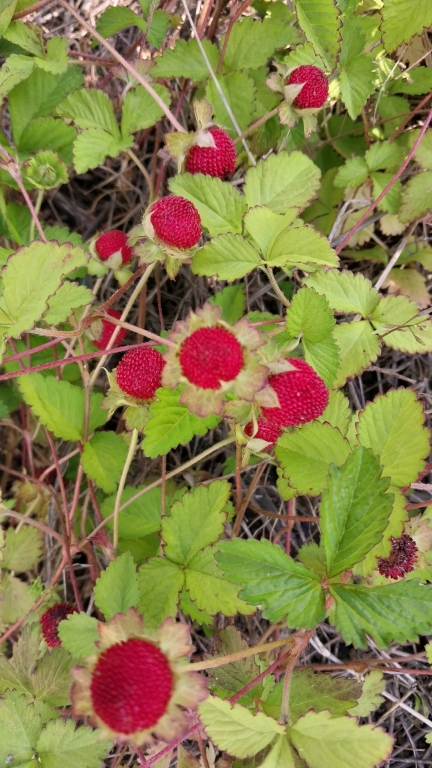 걷기 - 05/22/2024 - Ramblr