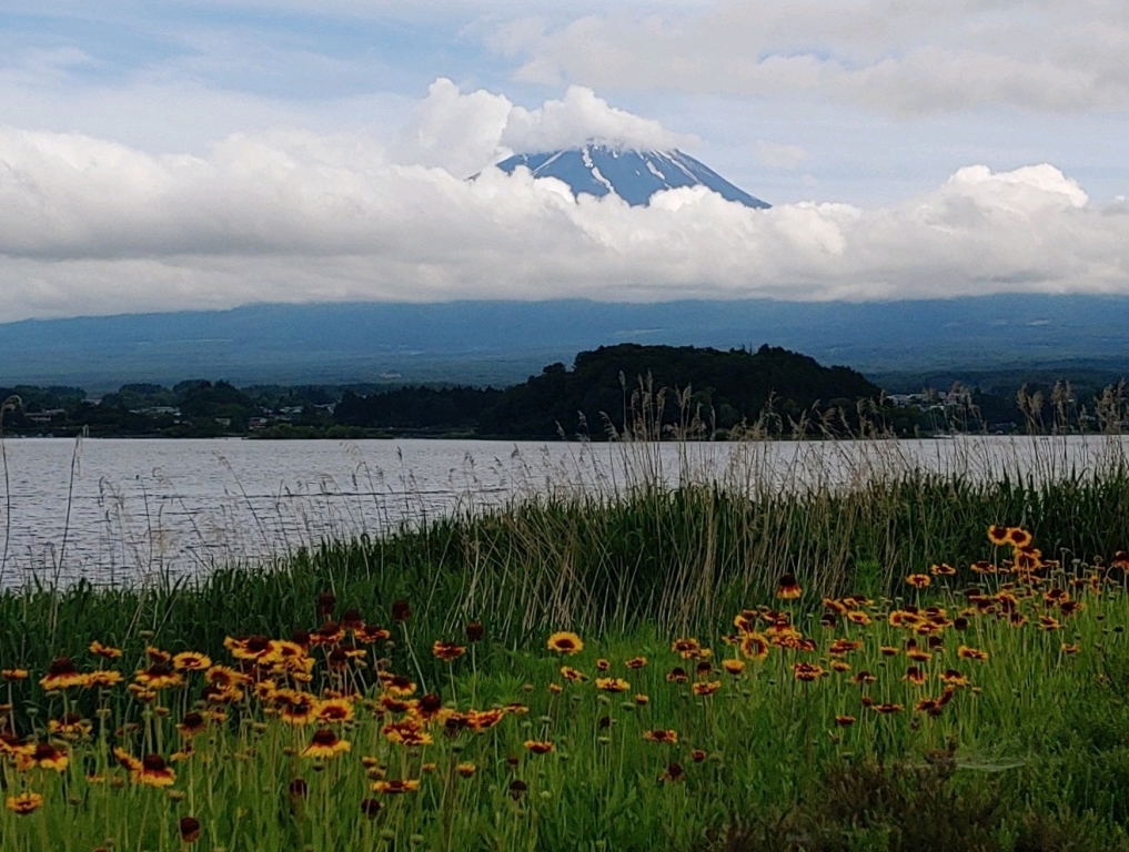 처용아 후지산 시바자쿠라 축제 가보자. - Ramblr
