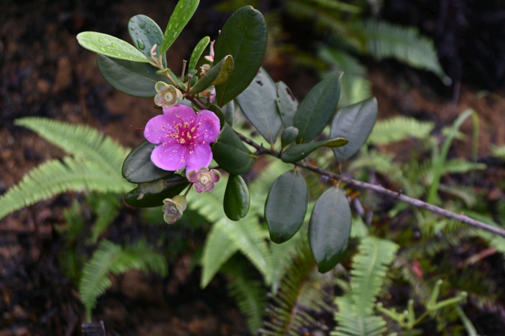 6.20.24 #週四WFH #禾寮坑 #樂楓脊 #九肚山 #東北荒脊 #稔凹 #太空梯 #大埔尾 - Ramblr